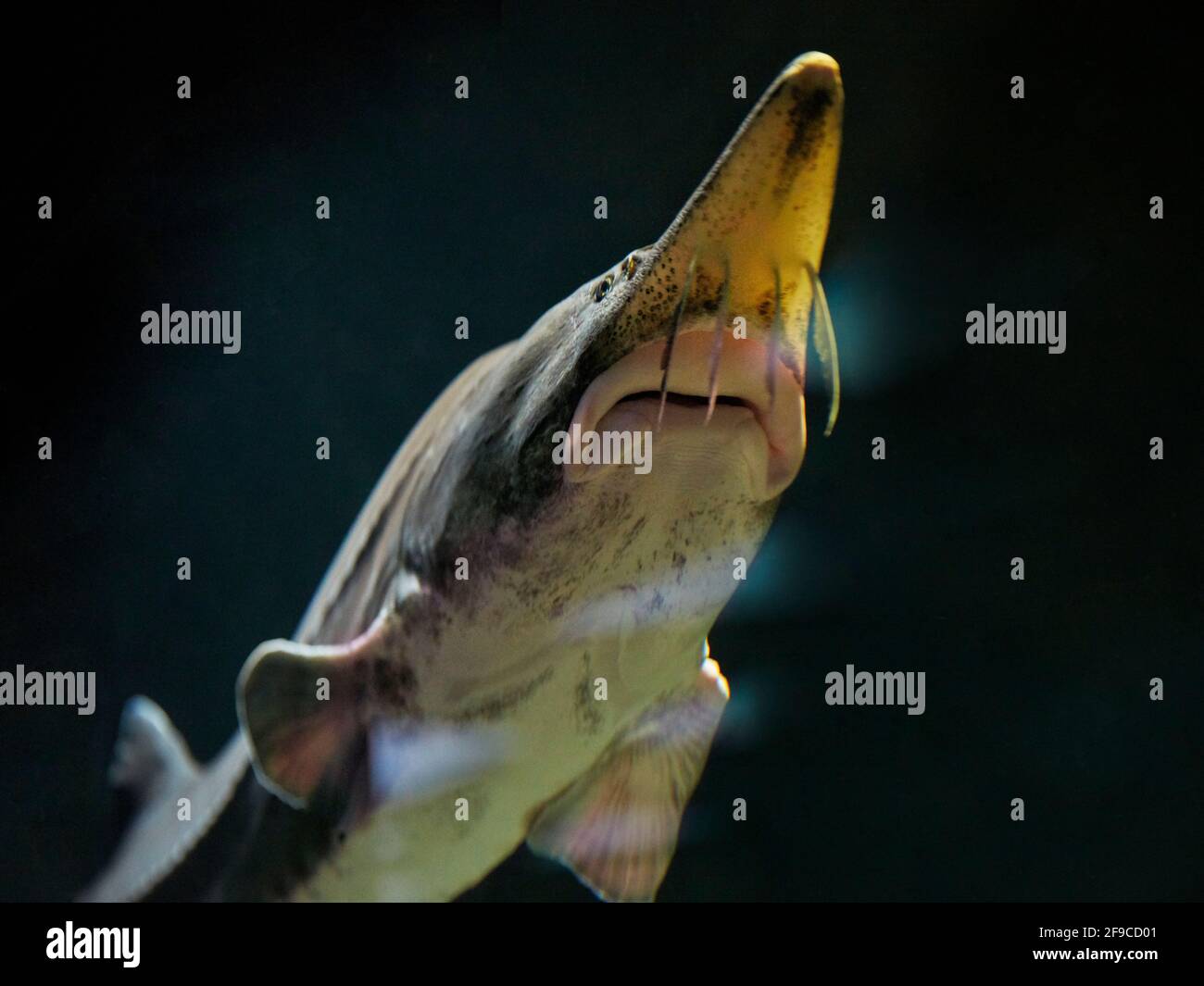 White sturgeon hi-res stock photography and images - Alamy