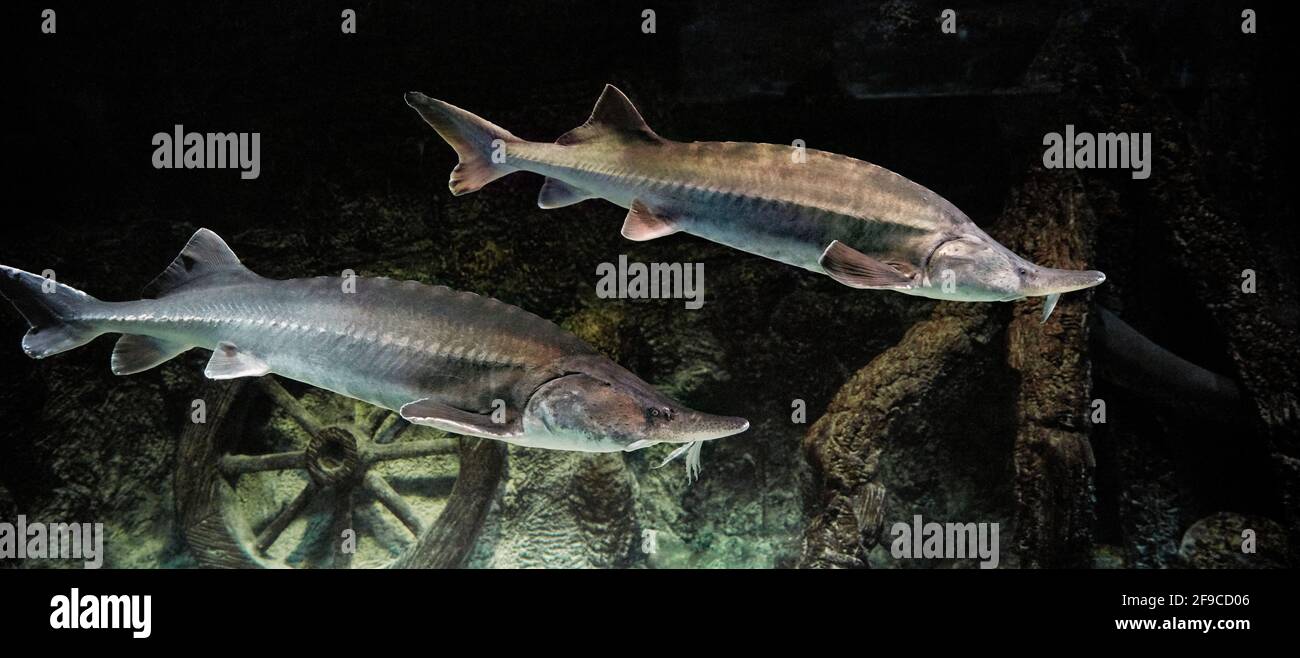 Sturgeons fish hi-res stock photography and images - Alamy