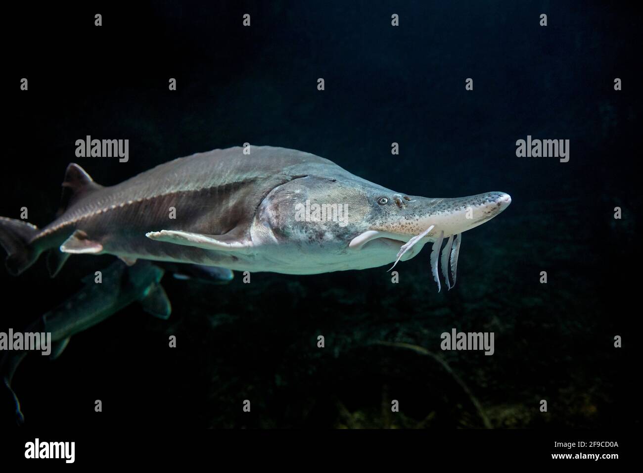 Captive Kaluga sturgeon (Huso dauricus) swims showing her ...