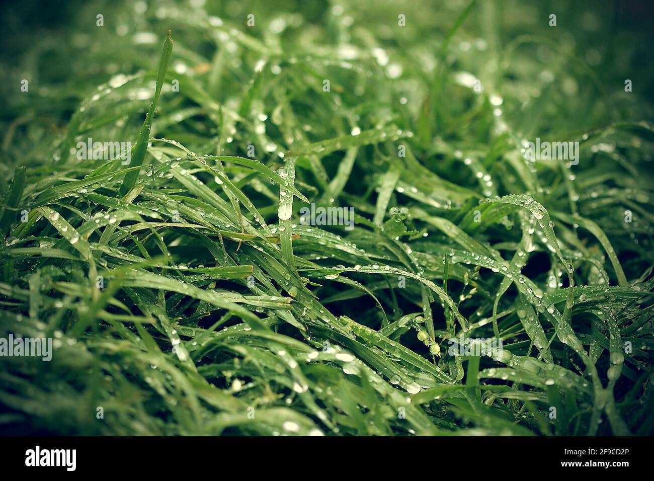grass with raindrops Stock Photo - Alamy