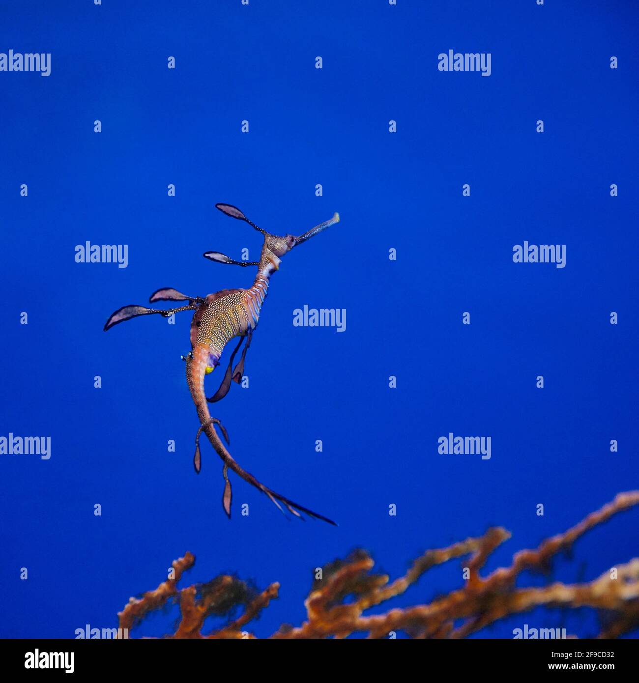 Seahorses in aquarium hi-res stock photography and images - Alamy