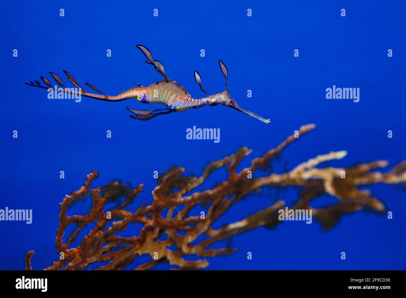 Common seadragon, or weedy seadragon (Phyllopteryx taeniolatus), a ...