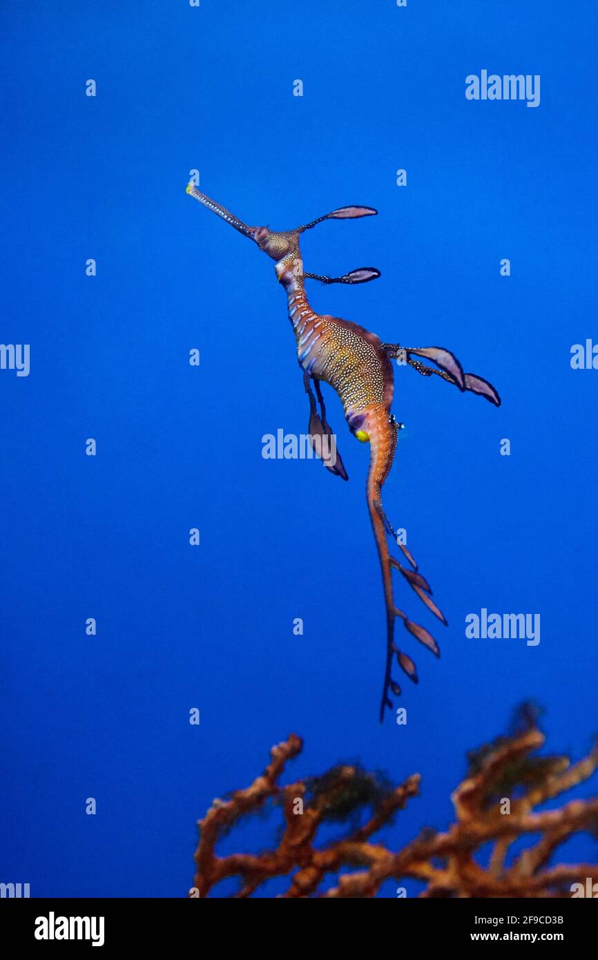 Common seadragon, or weedy seadragon (Phyllopteryx taeniolatus), a ...