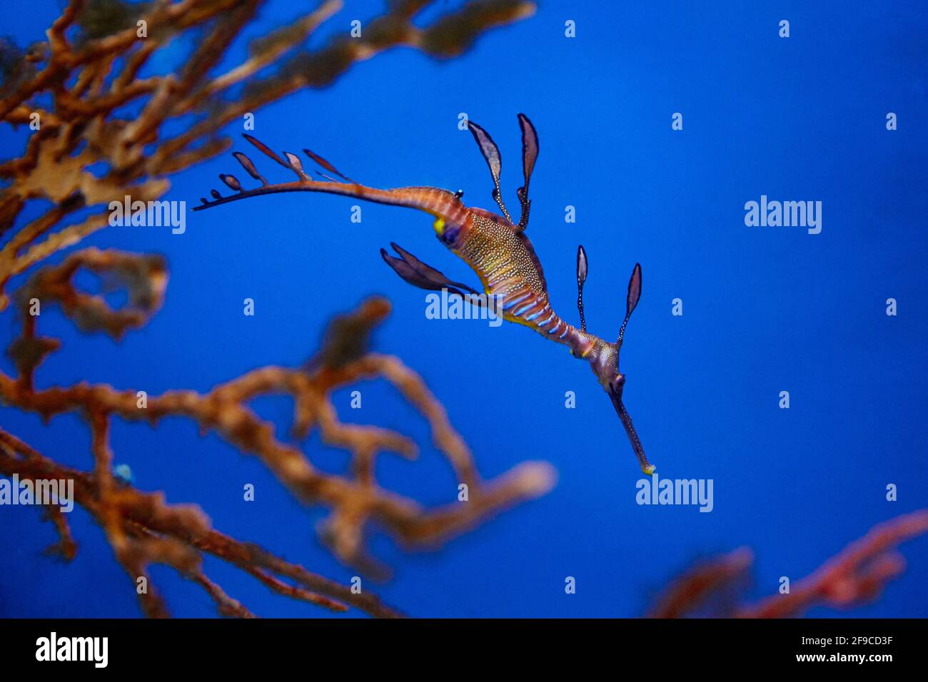 Common seadragon, or weedy seadragon (Phyllopteryx taeniolatus), a ...