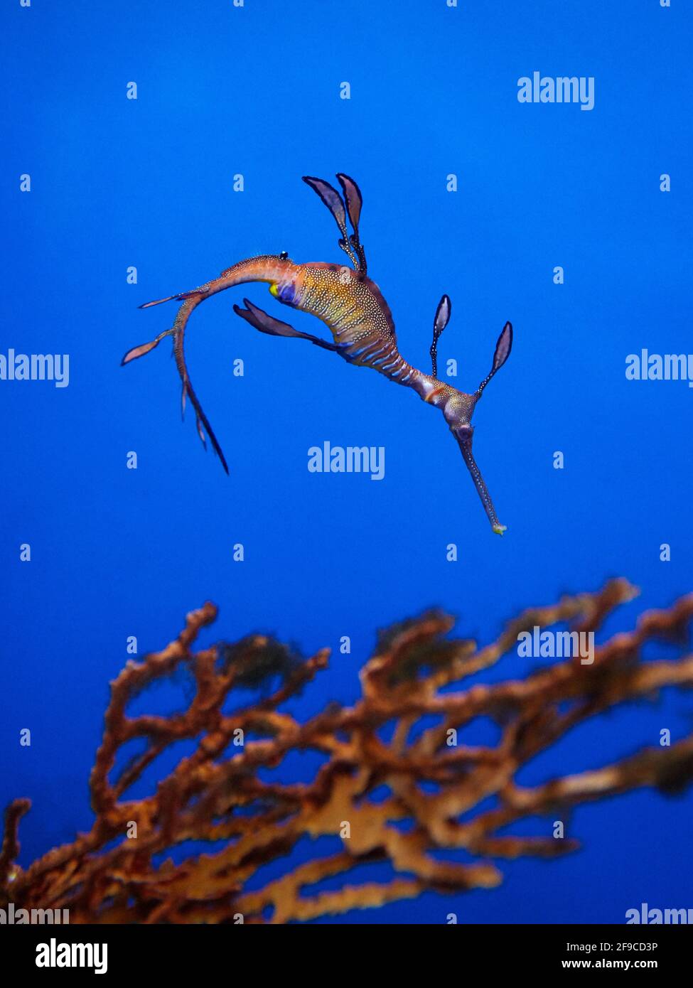 Common seadragon, or weedy seadragon (Phyllopteryx taeniolatus), a ...