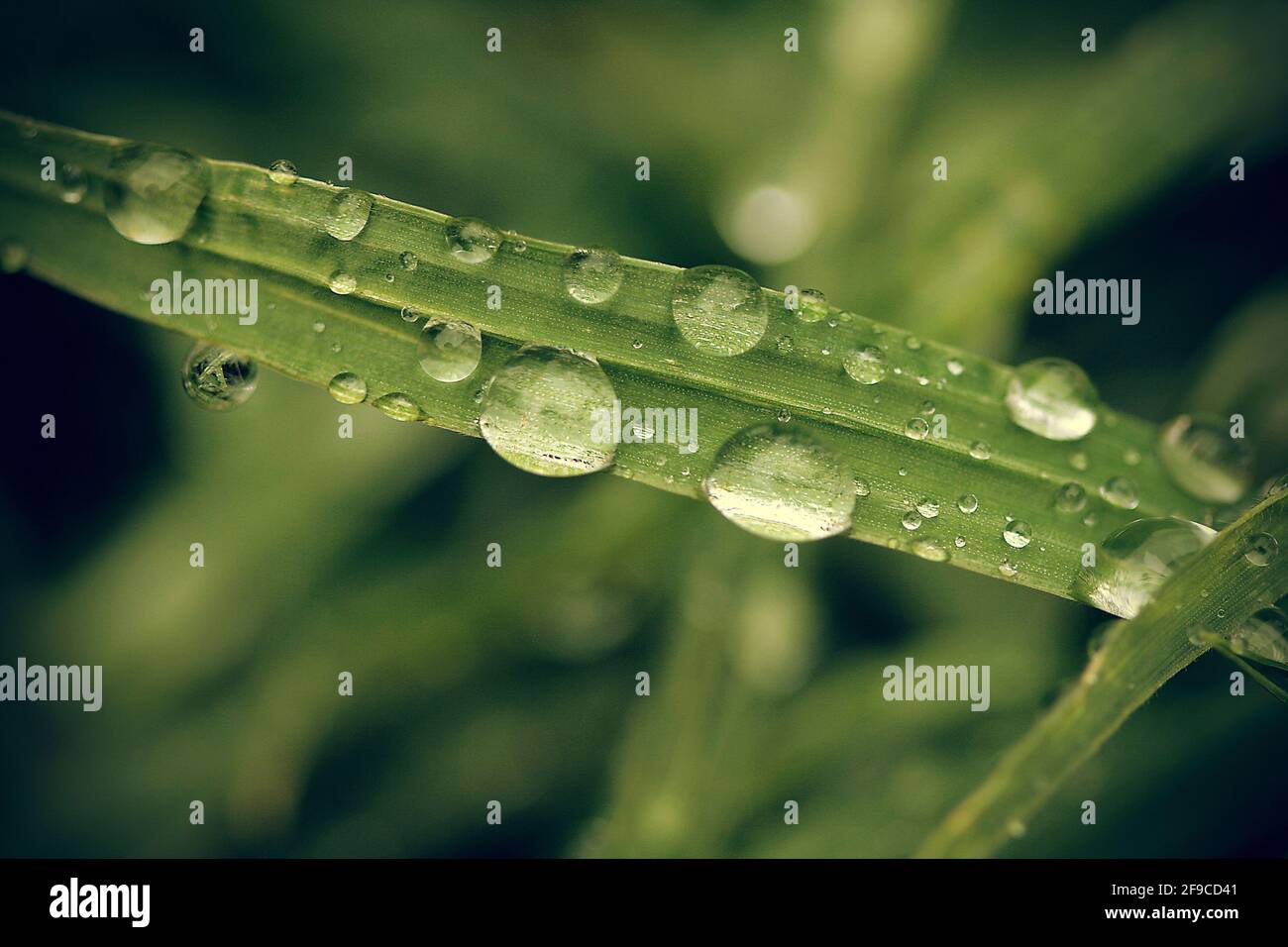 macro of raindrops on the grass Stock Photo - Alamy
