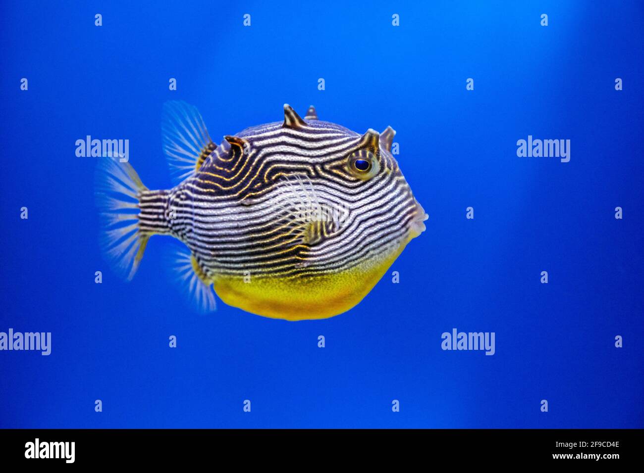 Aracana ornata marine fish hi-res stock photography and images - Alamy