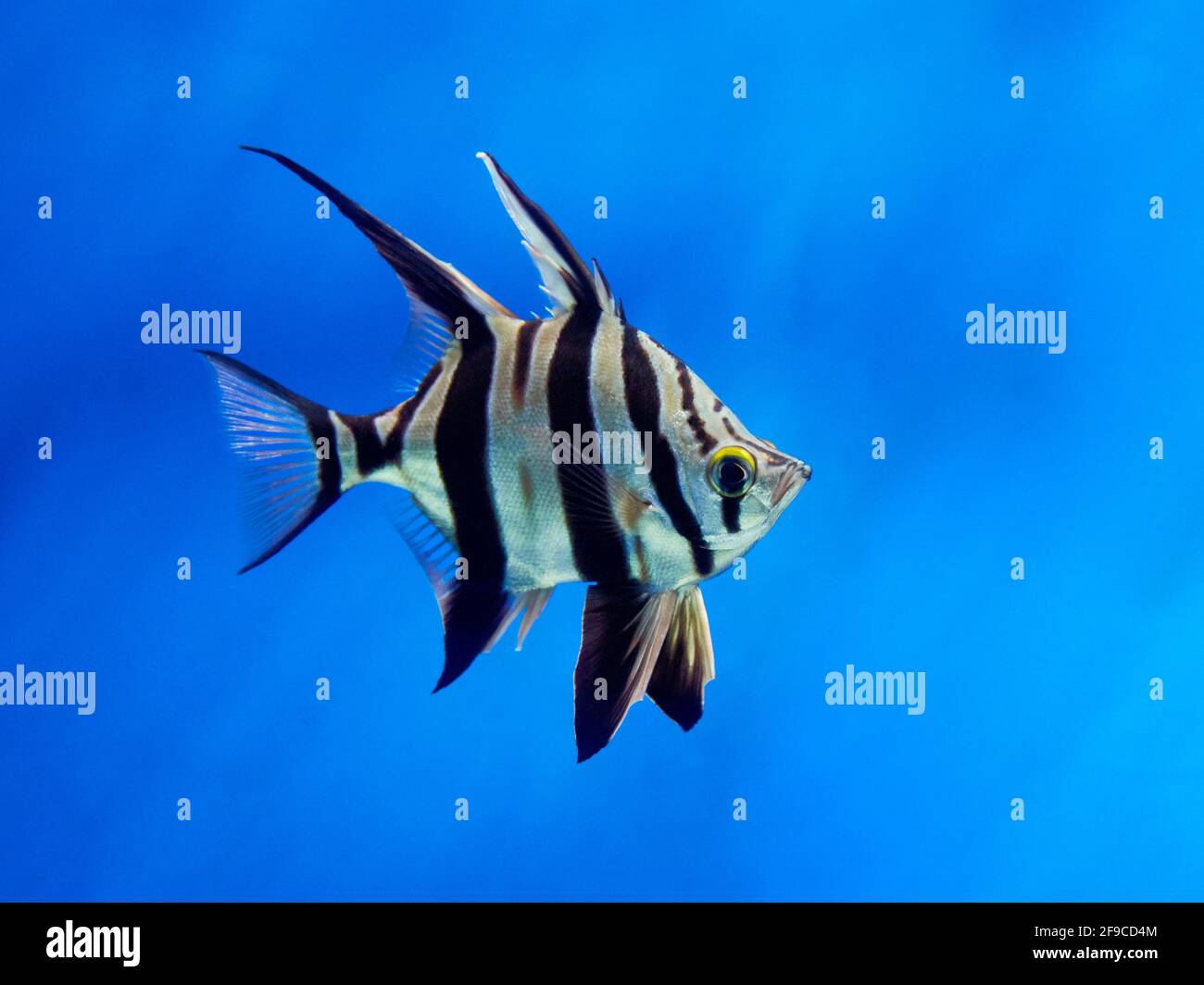 The old wife, or bastard dory (Enoplosus armatus) swims in aquarium ...