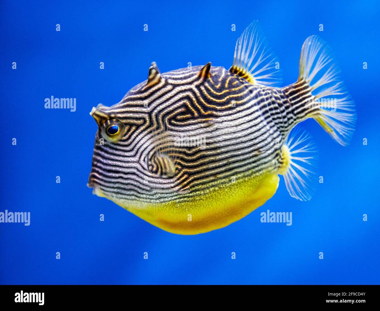 Aracana ornata marine fish hi-res stock photography and images - Alamy