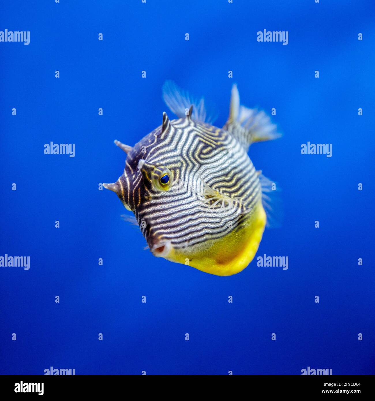 Tropical fish swimming towards camera hi-res stock photography and ...