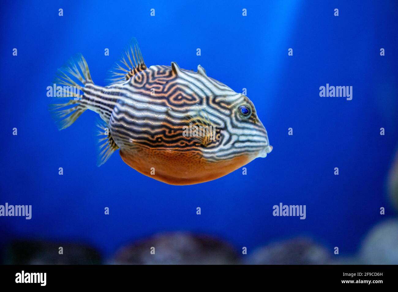 Striped tropical fish hi-res stock photography and images - Alamy