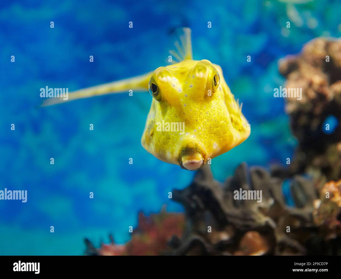 Boxfishes hi-res stock photography and images - Alamy