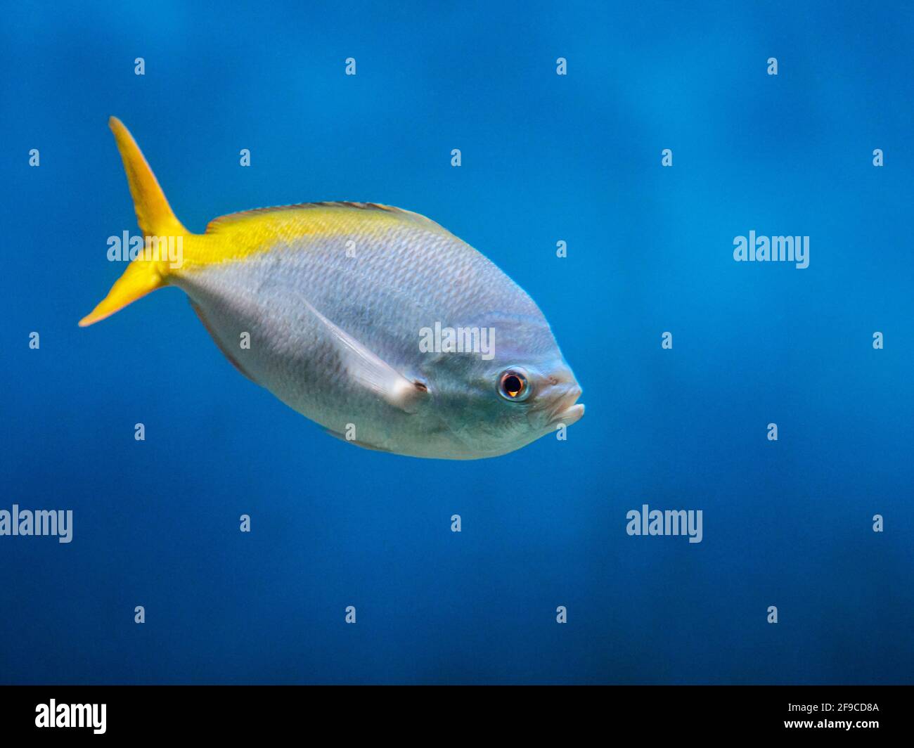 Redbelly yellowtail fusilier (Caesio cuning) swims in aquarium Stock ...