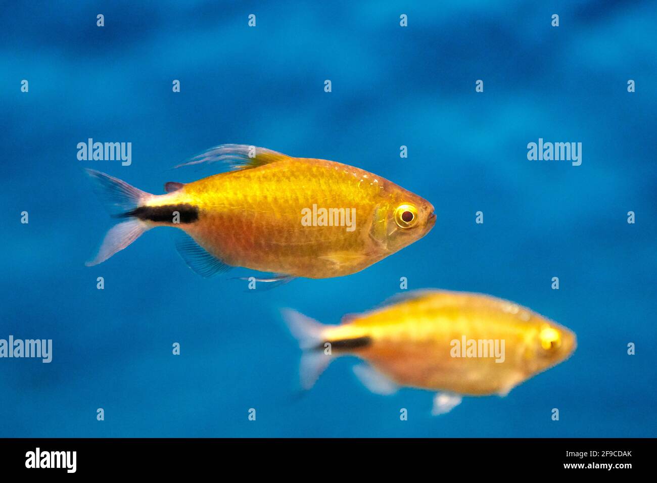 Two Kitty Tetras (Hyphessobrycon heliacus) swim in aquarium Stock Photo ...