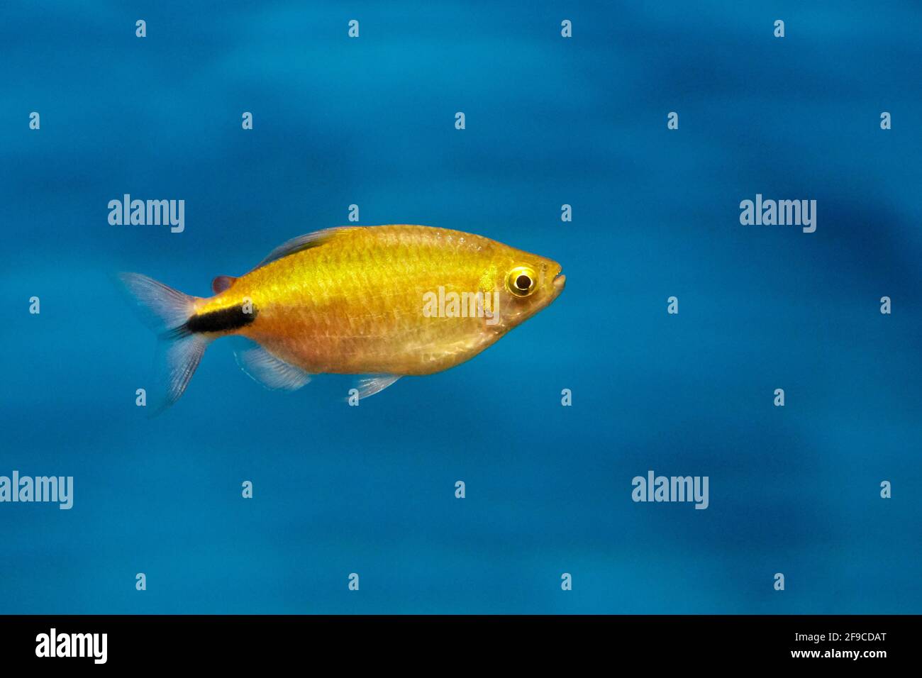 Hyphessobrycon heliacus hi-res stock photography and images - Alamy