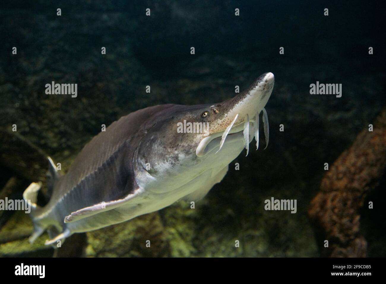 Kaluga fish hi-res stock photography and images - Alamy