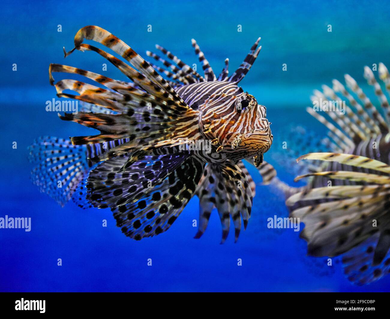 Devil firefish (Pterois miles) swims in aquarium Stock Photo - Alamy