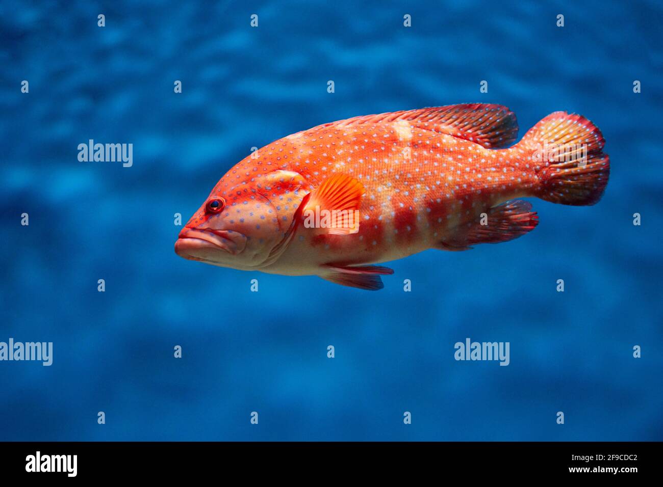 Coral hind, or coral grouper (Cephalopholis miniata) swims in aquarium ...