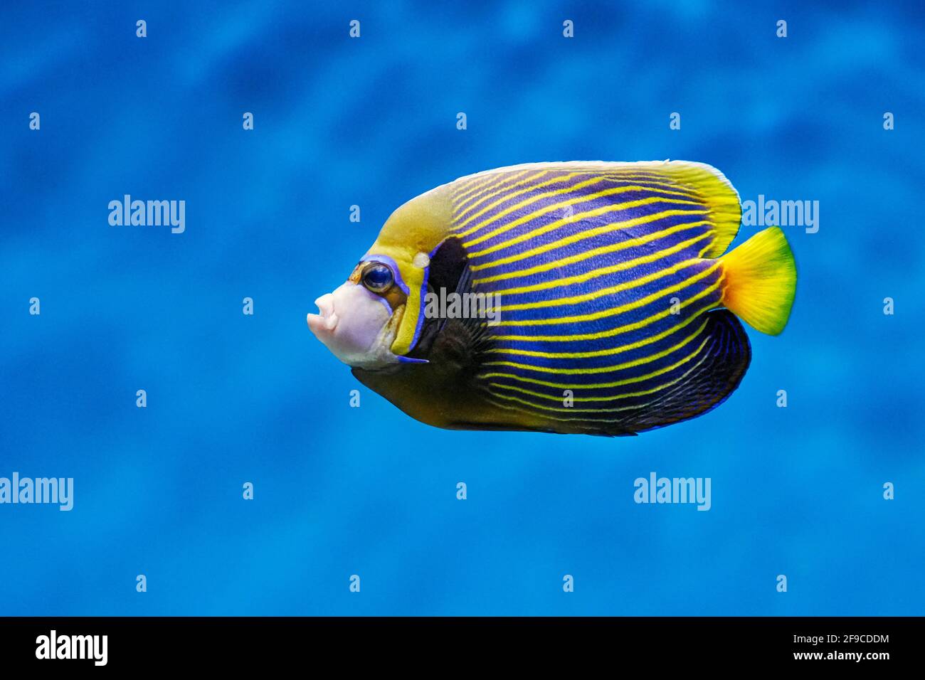 Adult emperor angelfish (Pomacanthus imperator) swims in aquarium Stock ...