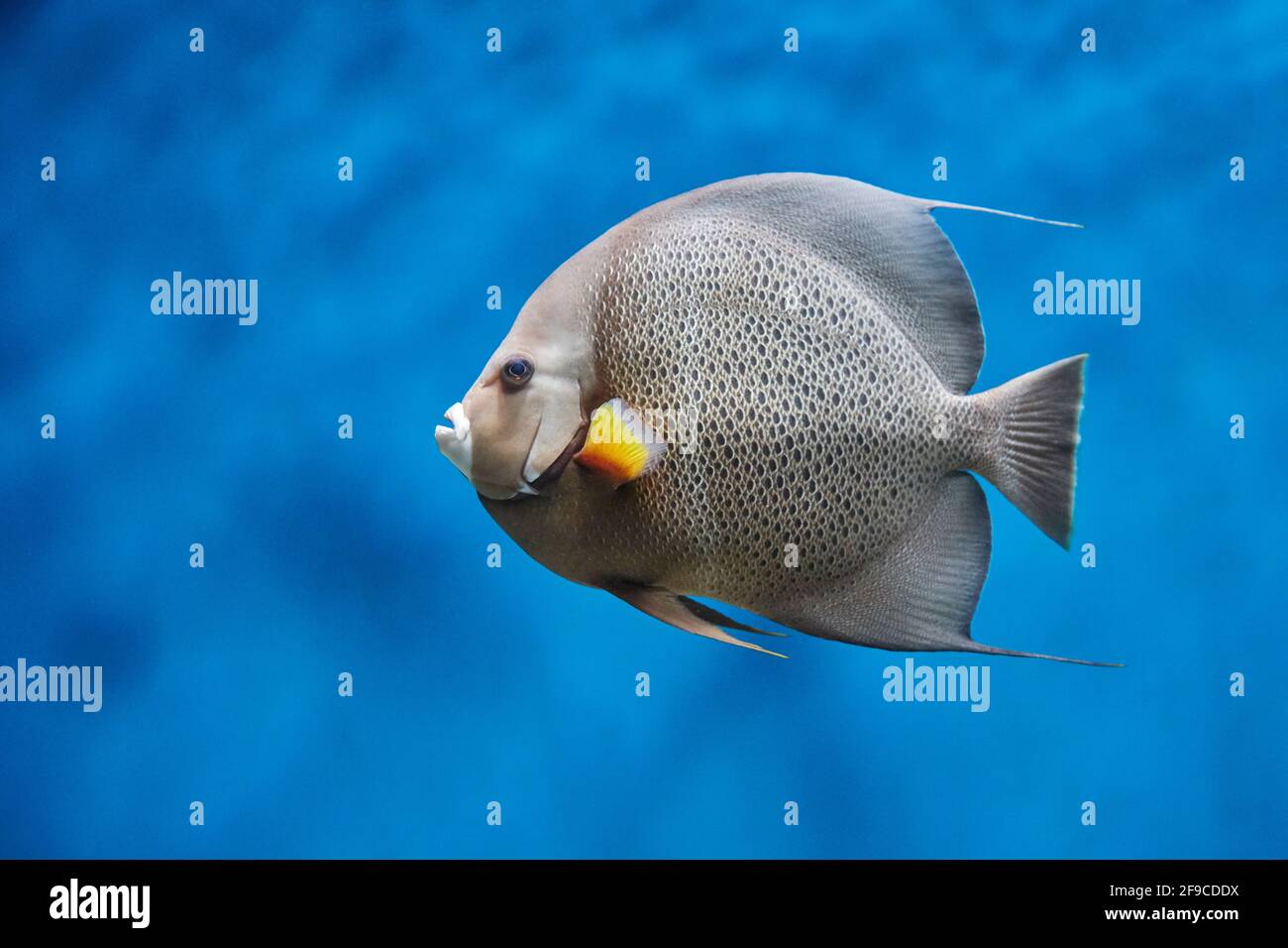 Angelfishes hi-res stock photography and images - Alamy