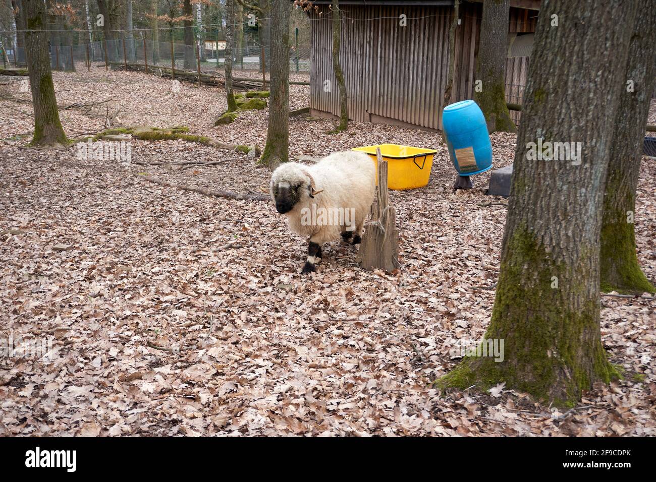 White sheep in the zoo Stock Photo - Alamy