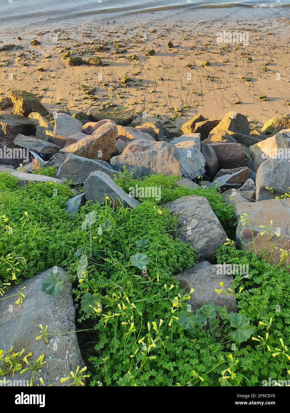 Natural view of Bermuda-buttercup plants growing on the rocky coast ...