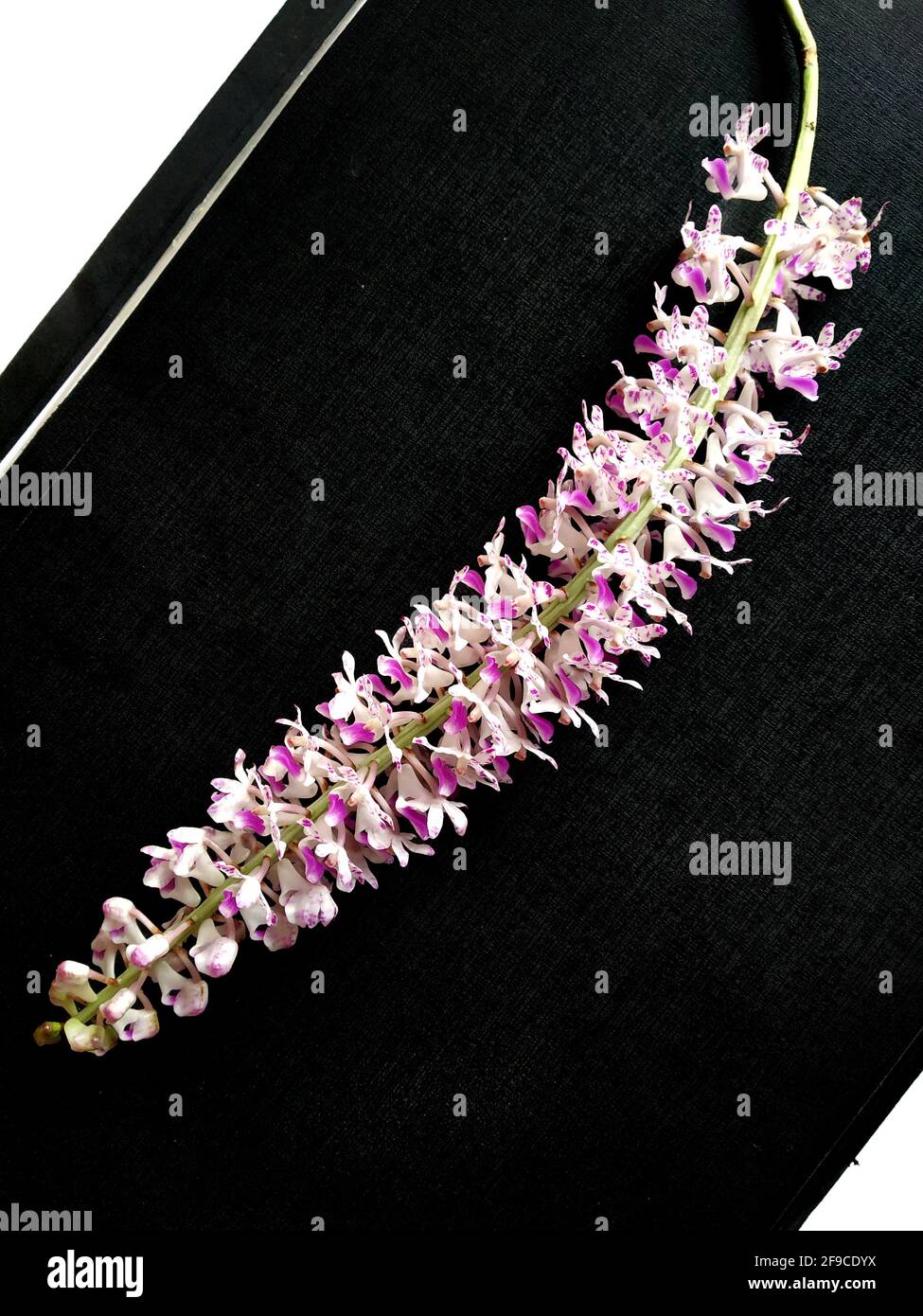 State flower of assam hi-res stock photography and images - Alamy