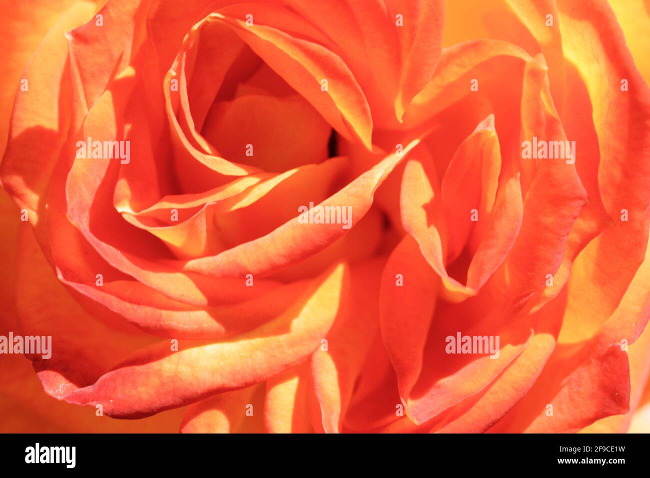 Orange Rose in Bloom in Springtime in Northern California Stock Photo ...