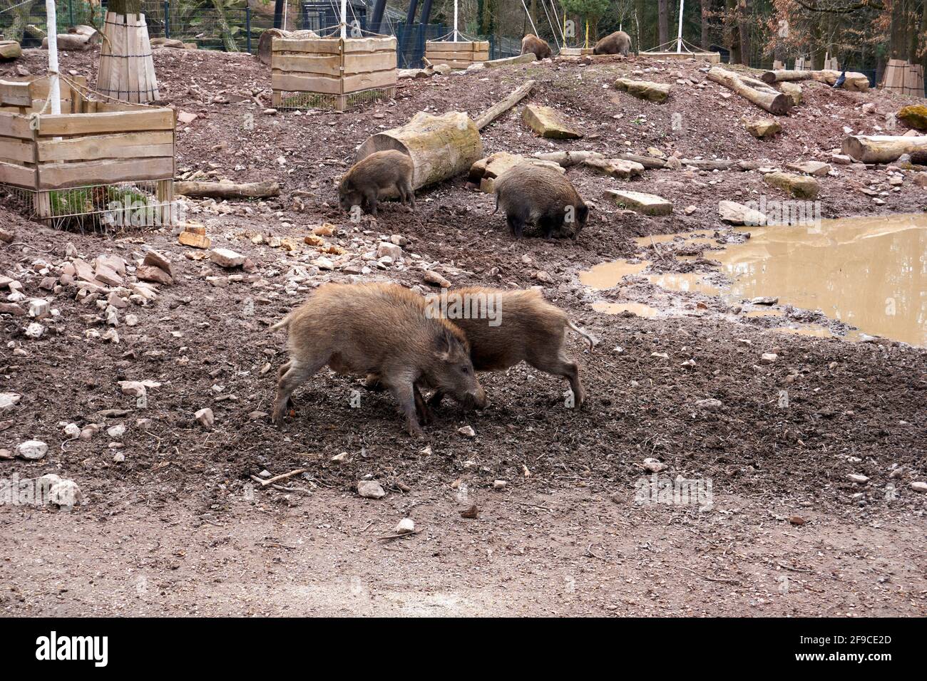 Wild pigs in the zoo cage Stock Photo - Alamy