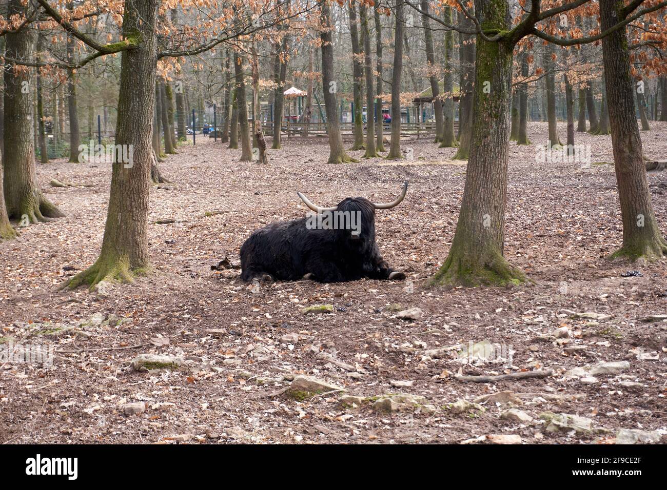 Strong bull with big horns in the zoo Stock Photo - Alamy