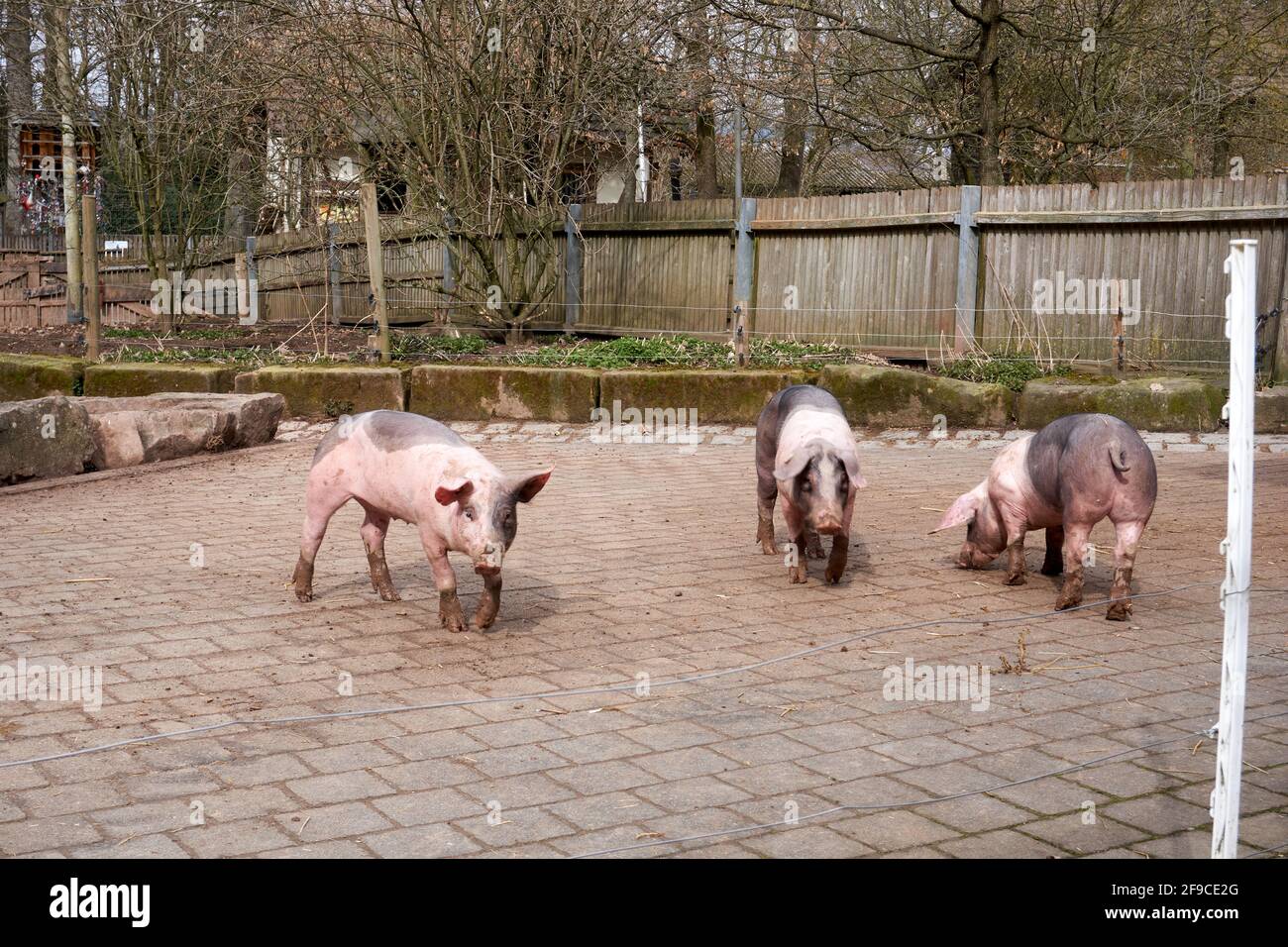 Three wild pigs in the zoo cage Stock Photo - Alamy
