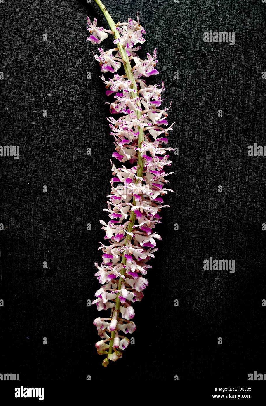 Assam State High Resolution Stock Photography and Images - Alamy