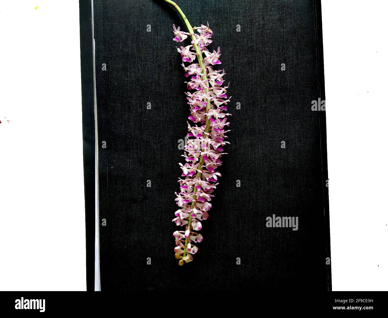 Foxtail Orchid, also called as Rhynchostylis retusa, it's an exotic ...
