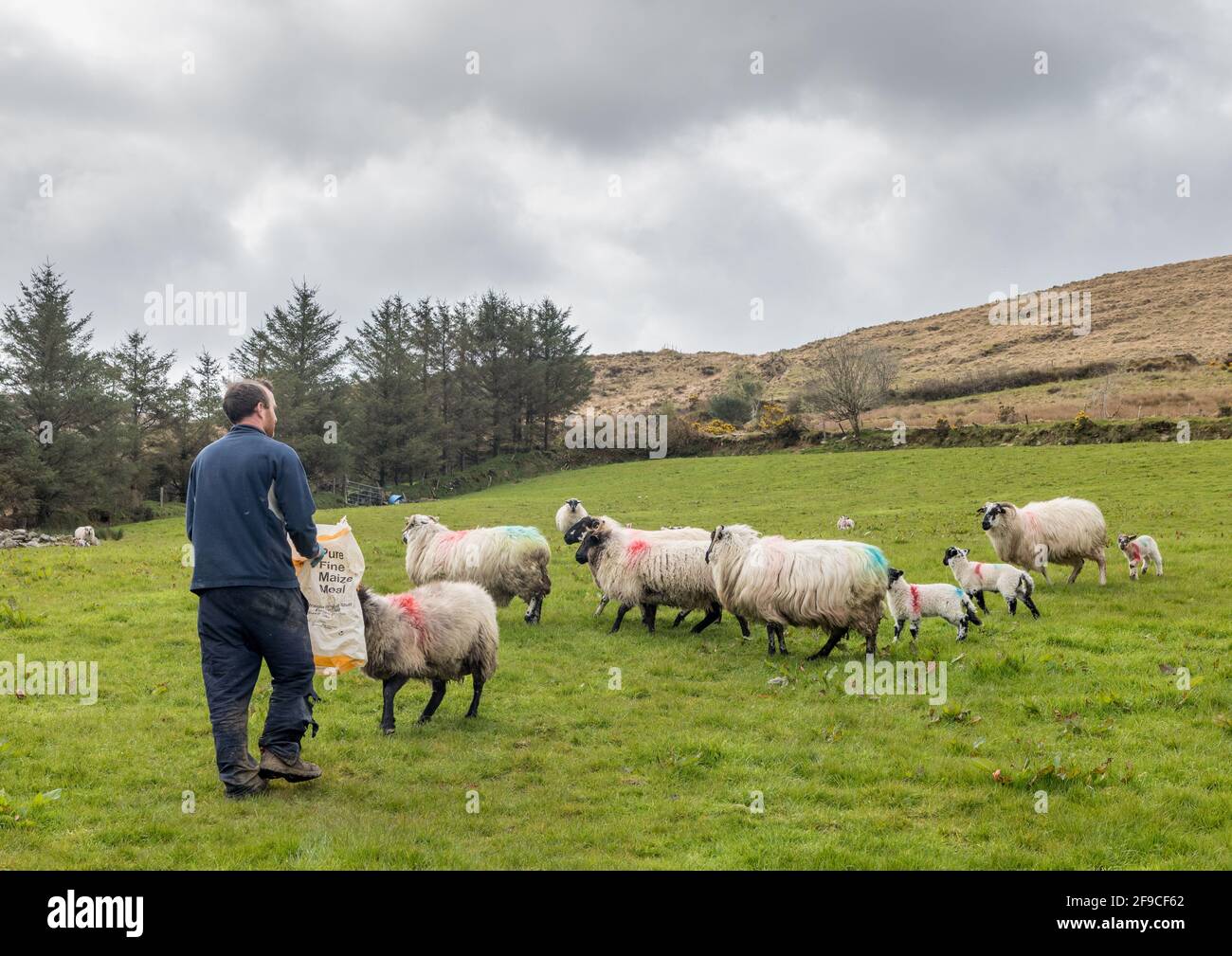 Farming two lambs mountain valley hi-res stock photography and images ...