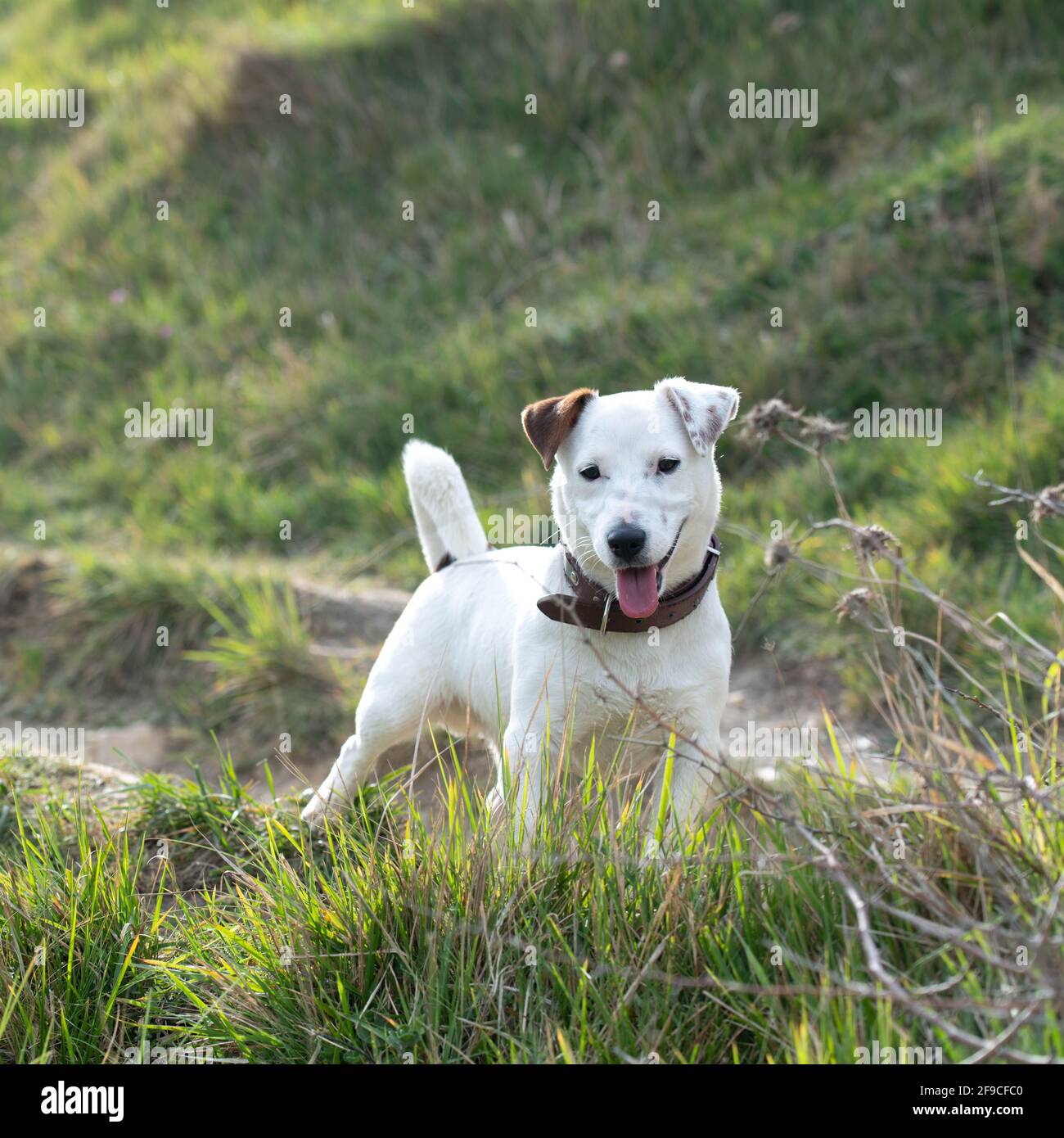 Jack russel on spring hi-res stock photography and images - Alamy