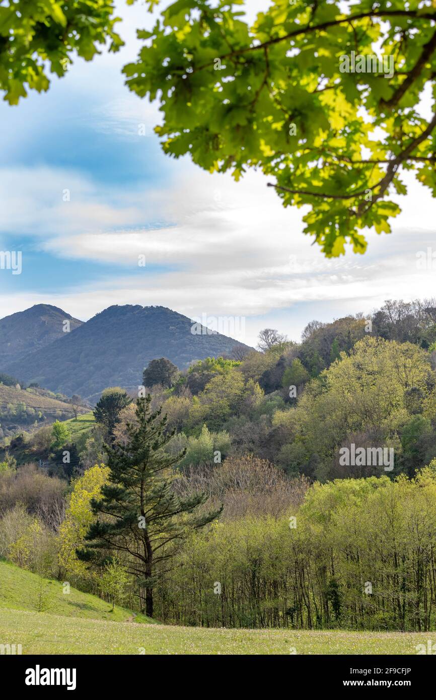 Spring landscape with fresh green lawns trees with new leaves Stock ...
