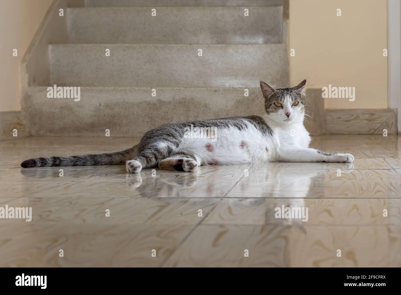 Exhausted Cat Cats In Pandemic – Your Story – Cat Whisperer