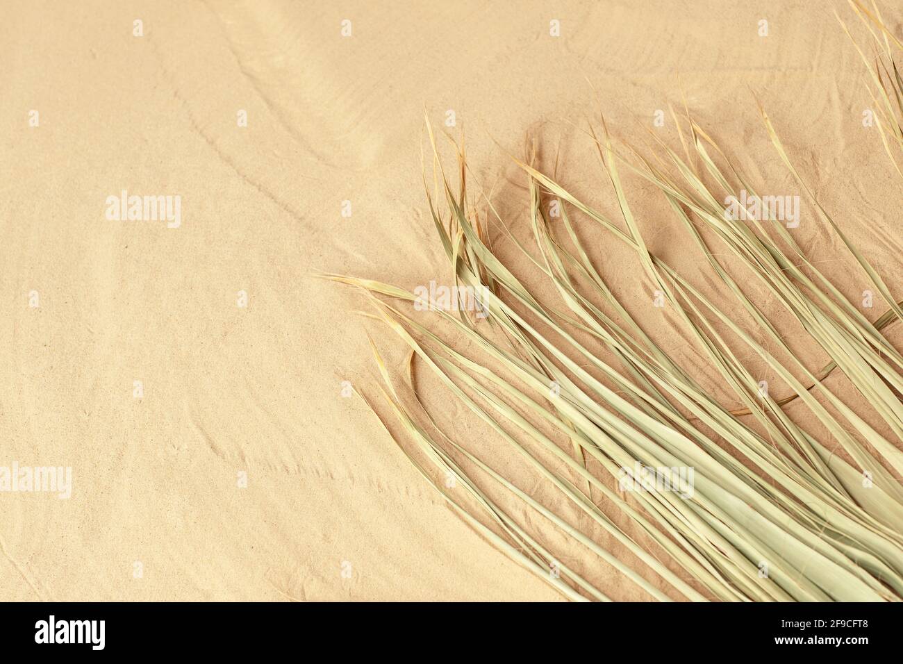 Abstract palm leaf on beach sand holiday seaside background in earth ...