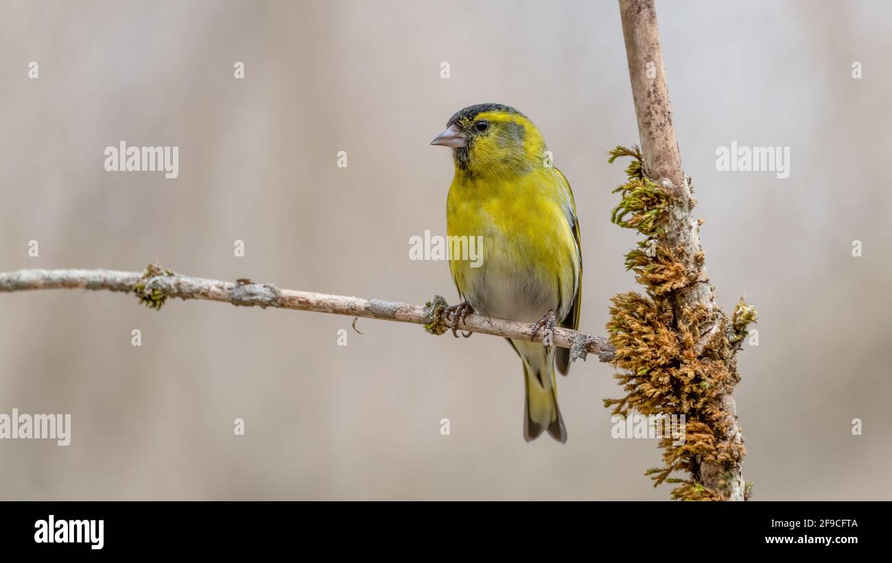 bird, natur, wild lebende tiere, tier, spatz, schnabel, wild, feather ...
