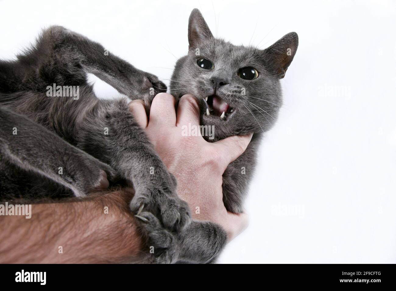 the grey cat aggressive bites the hand Stock Photo - Alamy