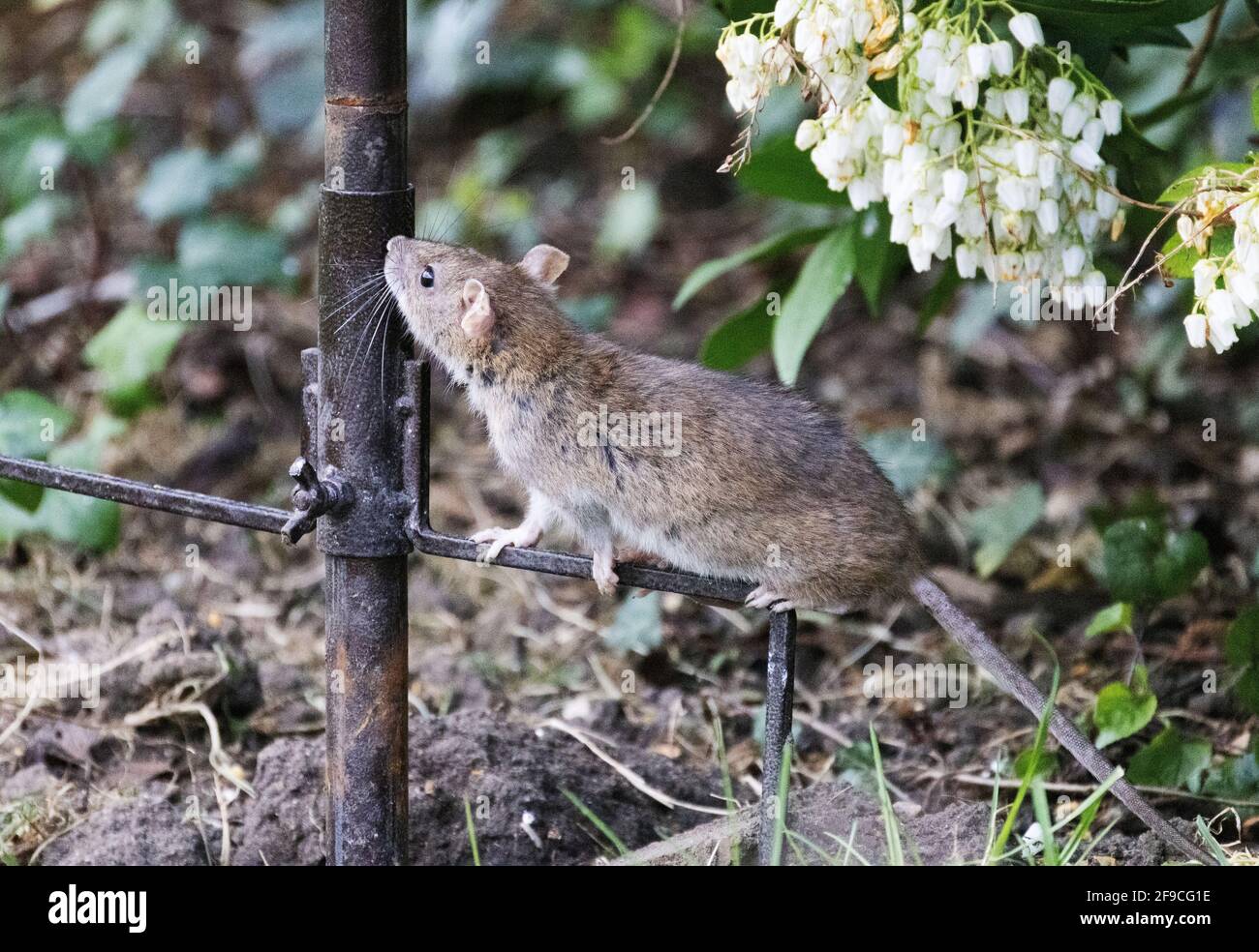 Brown Rat UK; an adult Brown Rat, aka Common Rat, Rattus norvegicus, in ...