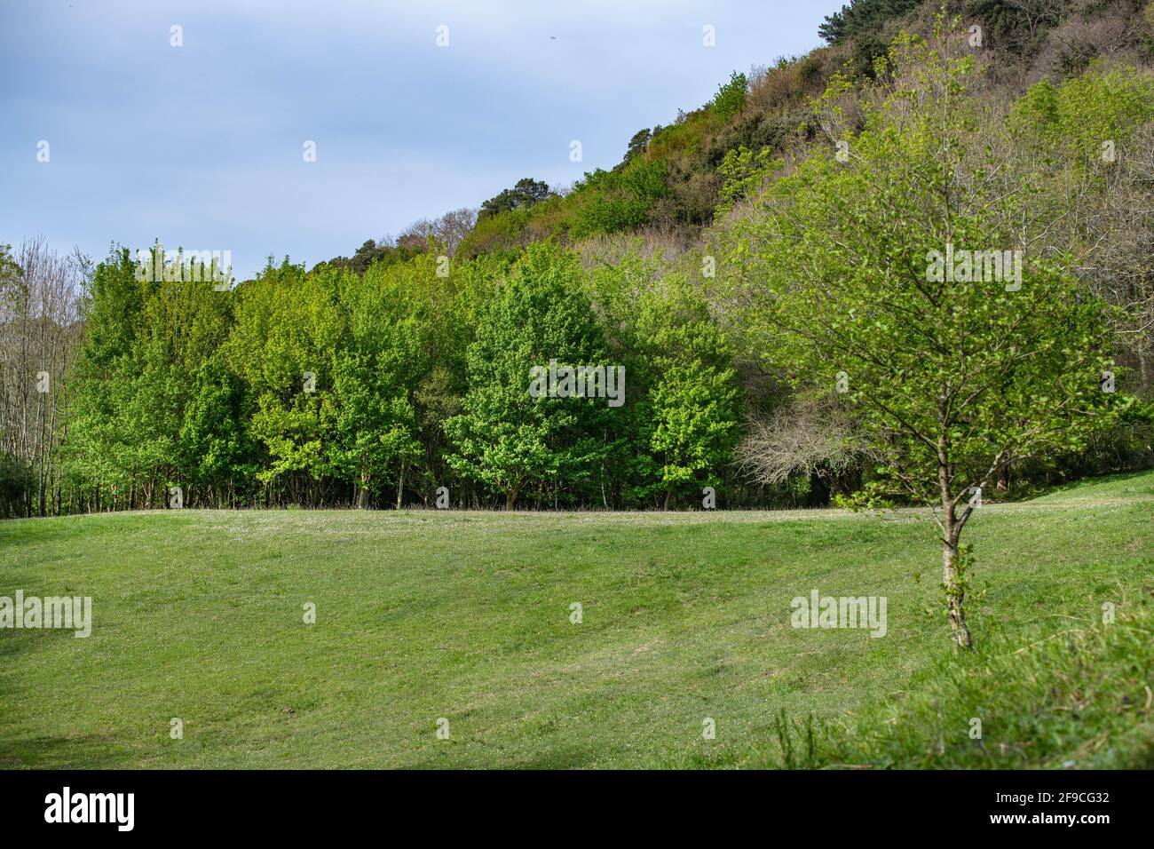 Spring landscape with fresh green lawns trees with new leaves Stock ...
