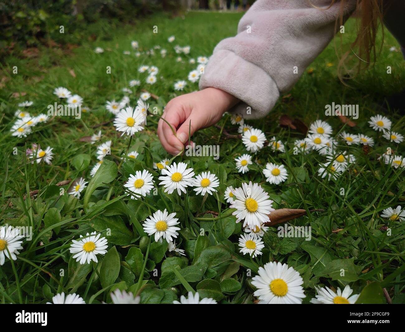Young girl picking daisy flowers in a garden Stock Photo - Alamy