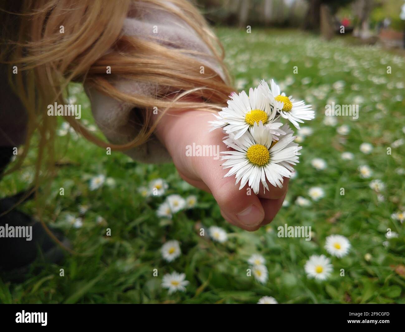Young girl picking daisy flowers in a garden Stock Photo - Alamy