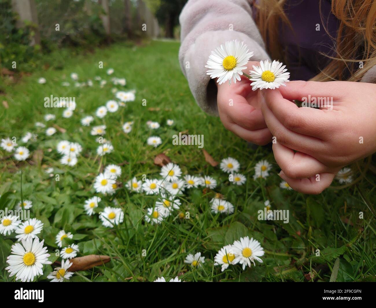 Young girl picking daisy flowers in a garden Stock Photo - Alamy