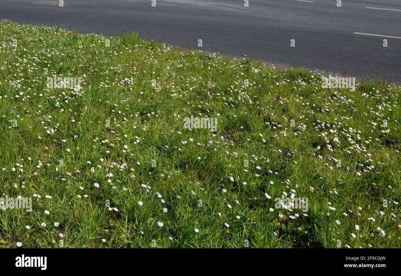 Roadside landscaping with wildflower turf, Warwick, UK Stock Photo - Alamy