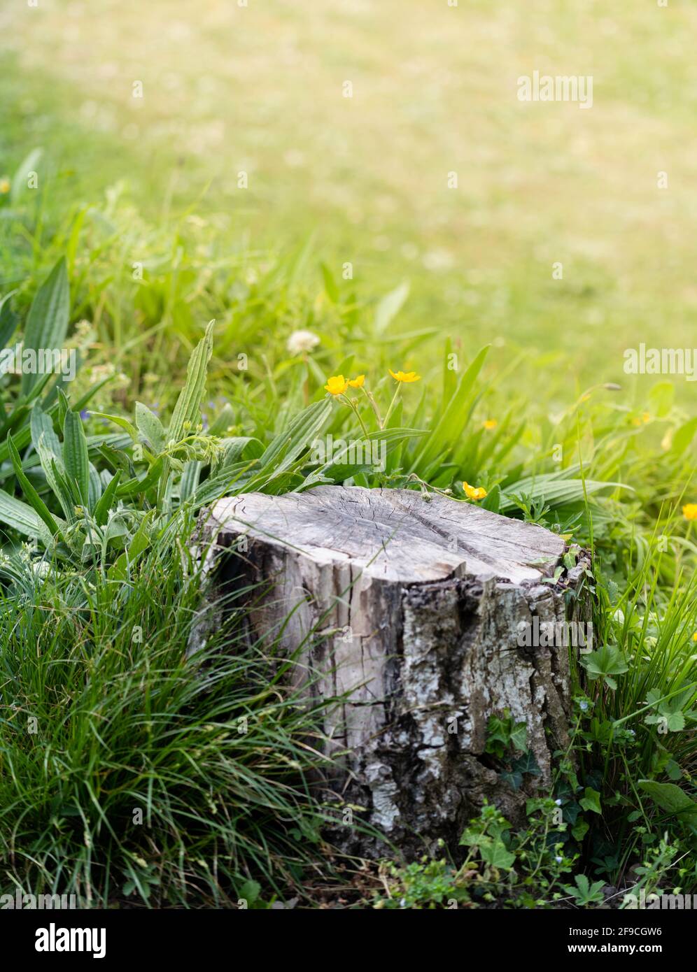 Tree trees stump bench hi-res stock photography and images - Alamy