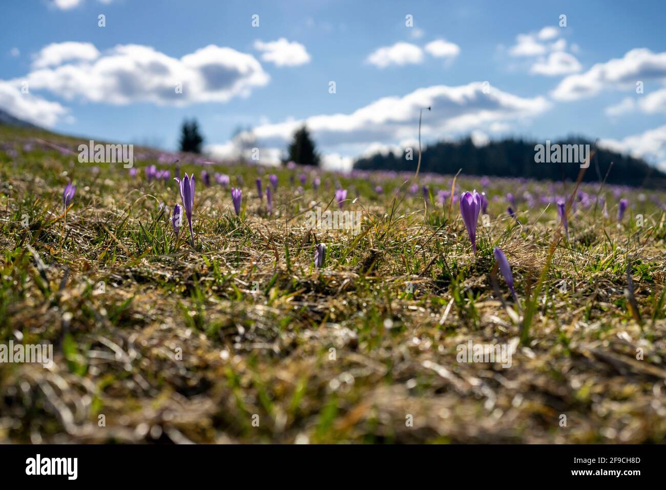 Giant crocus blooming in spring Stock Photo - Alamy