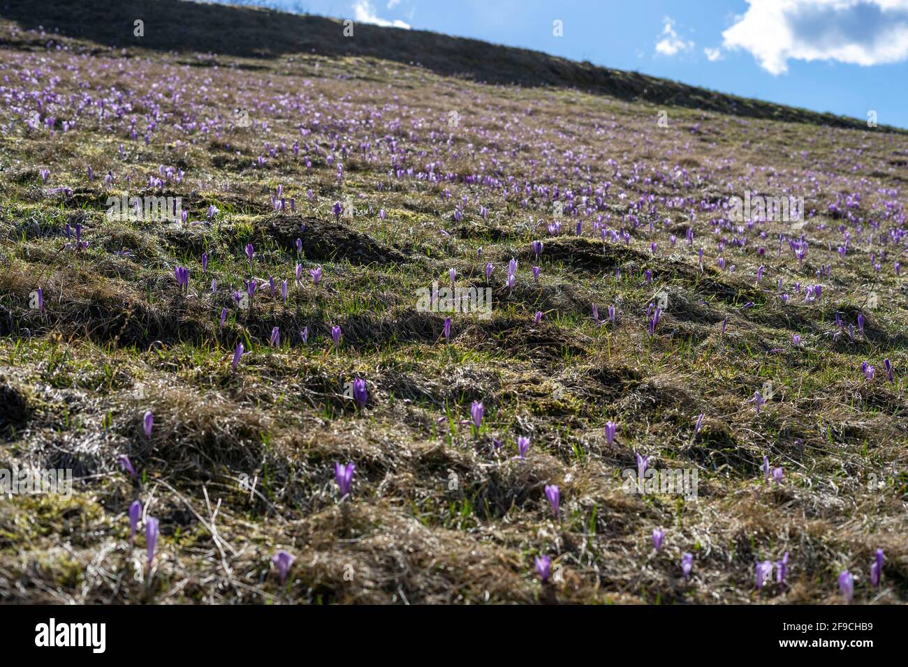 Giant crocus blooming in spring Stock Photo - Alamy