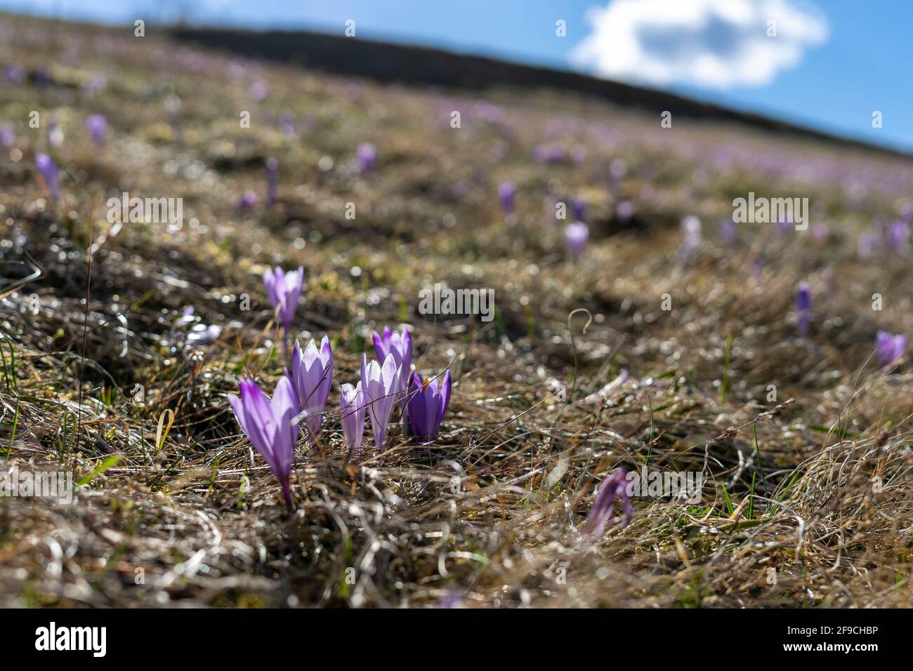 Giant crocus blooming in spring Stock Photo - Alamy